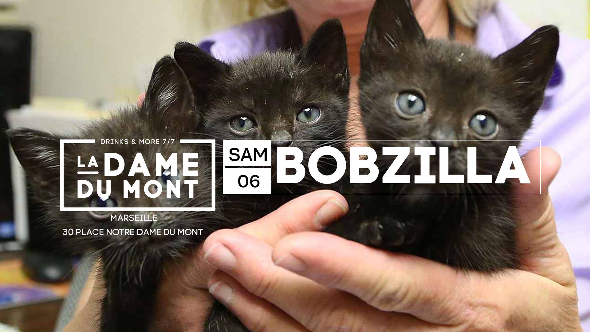 Bobzilla offre des chatons à La Dame du Mont - Tarpin bien