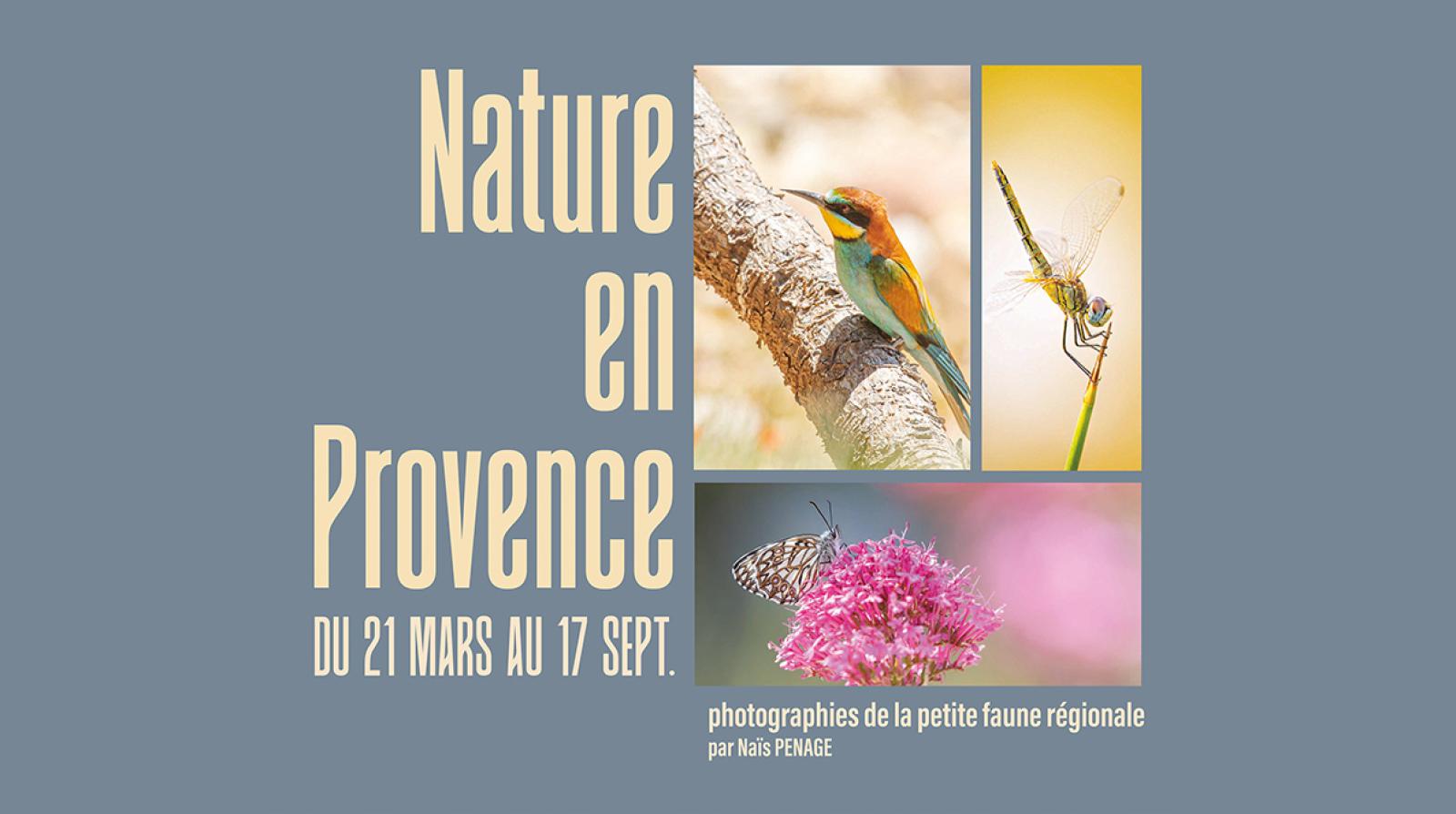 Nature en Provence, photographies de la petite faune régionale par Naïs ...
